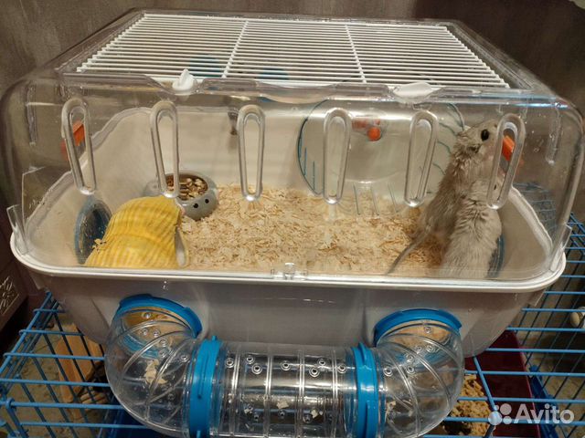 Клетка с песчанками