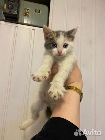 Котенок