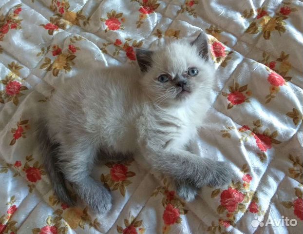 Прямоухий британский котенок