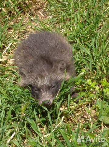 Енотовидная собака