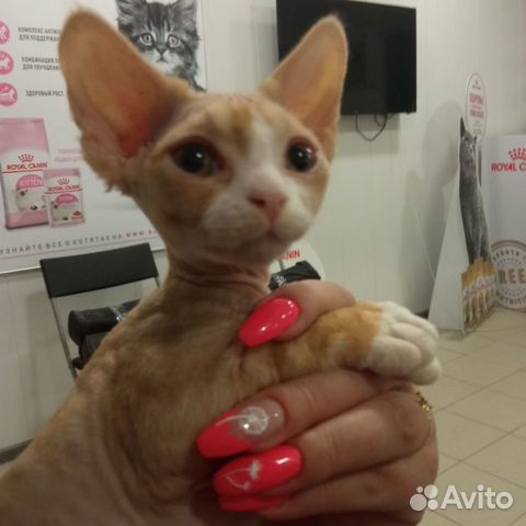 Котята девон-рекс