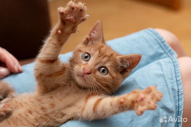 Рыжик котенок в дар