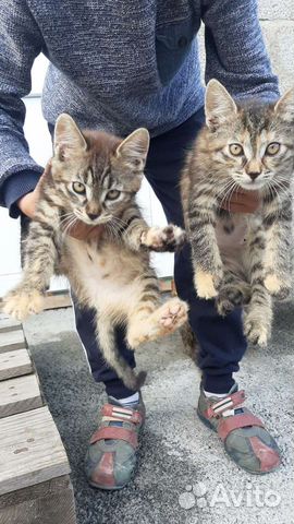 Кошка в дар