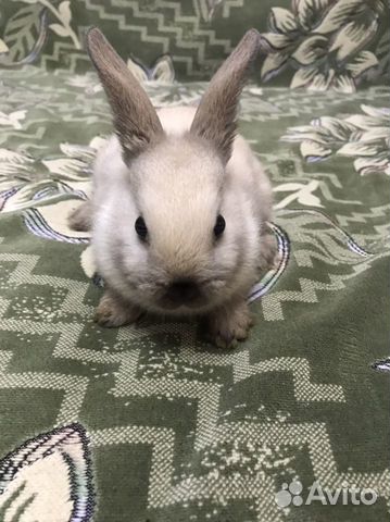 Декоративный кролик