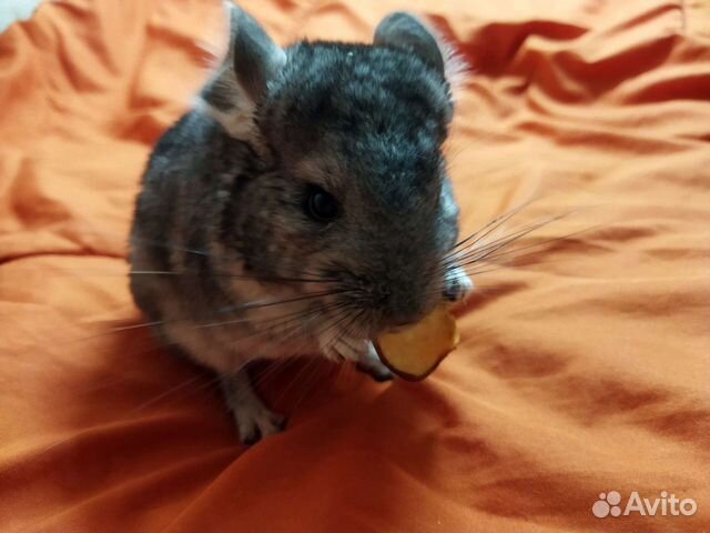 Шиншилленок стандарт мальчик 2,5 мес
