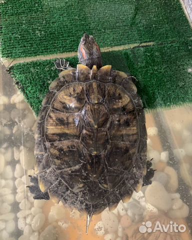 Продается. Черепаха с аквариумом