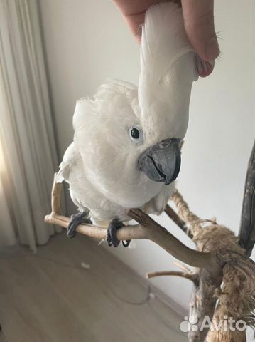 Белохохлый какаду