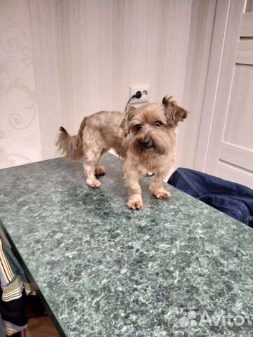 Йоркширский терьер стандарт