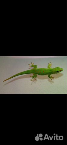 Ящерица зелёная