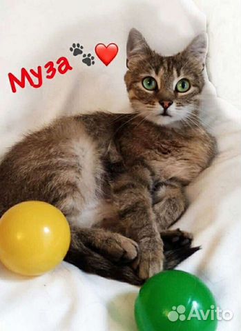 Кошка Муза