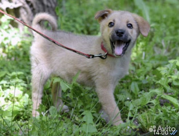 Ласковая щенок Бемби будет ниже колена