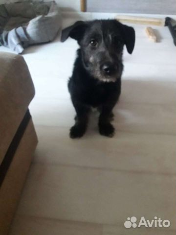 Щенок спаниеля в добрые руки бесплатно