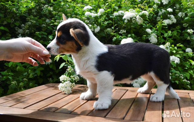 Кардиган. Вельш Корги