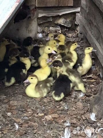 Индоутята Утки