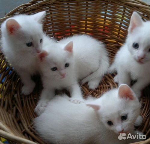 Белоснежные котята