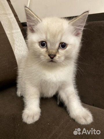 Кот Шотландец прямоухий