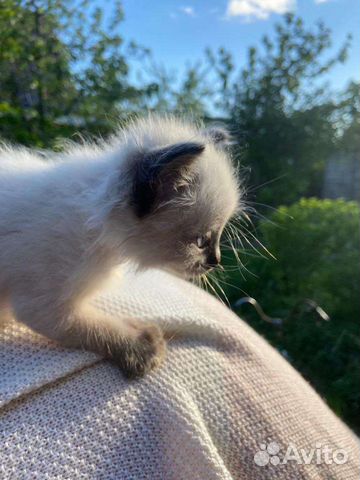 Тайские котята