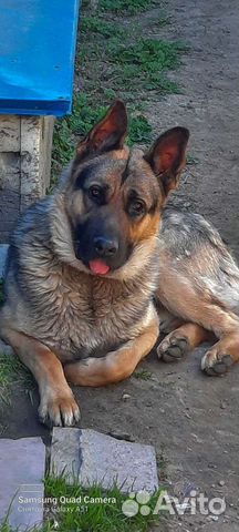 Немецкая овчарка.Щенки