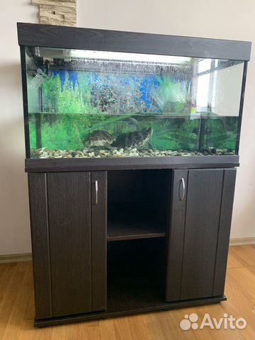 Красноухие черепахи с аквариумом и фильтром