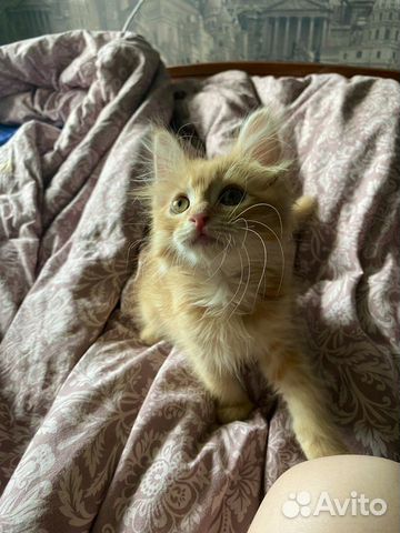 Котята в добрые руки бесплатно