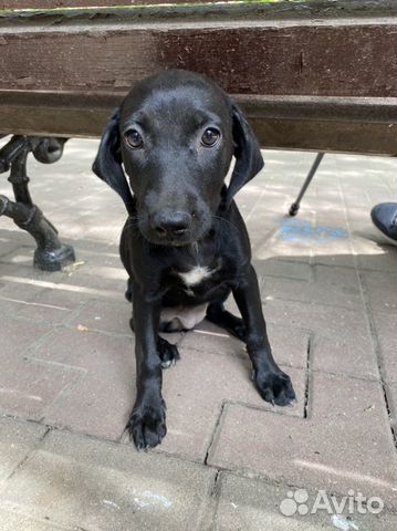 Собака девочка в добрые руки