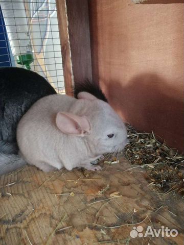 Шиншилла