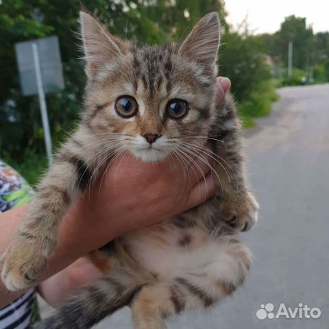 Красотка ищет свою семью