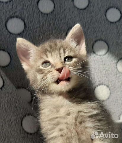 Котенок дымчатый 2 мес мальчик в дар