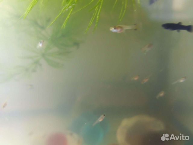 Мальки гуппи
