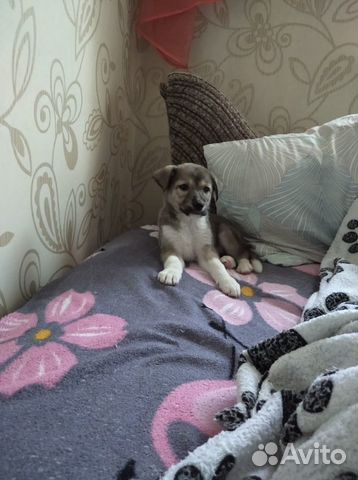 Найдена собака,щенок