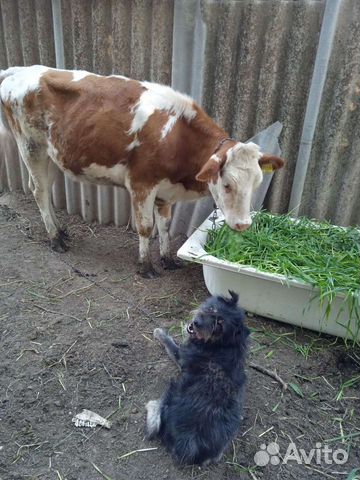 Стельные телки