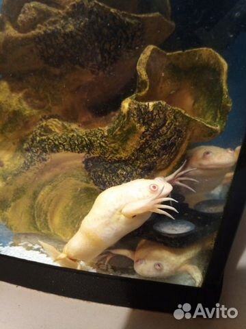 Шпорцевые лягушки