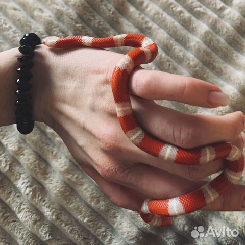 Молочная королевская змея