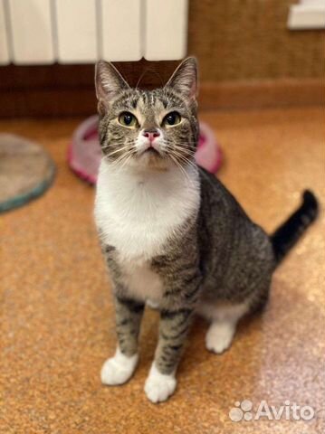 Молодая красивая ласковая кошечка