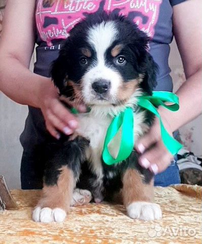 Бернский зенненхунд