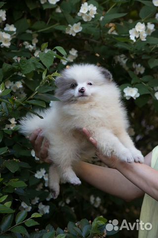 Померанский шпиц, мальчик бело-голубой