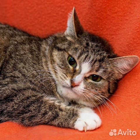 Израненая бывшедомашняя девочка Анюта