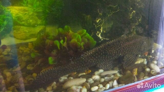 Сомик аквариумный анциструс