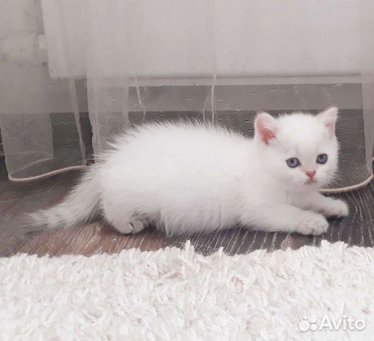 Белка голубоглазая