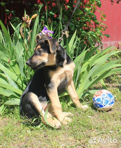 Некрупная метис овчарки, девочка, 3,5 мес., в дар