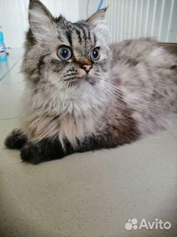 Кот