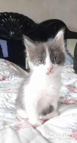 Котенок. Спасеныш ищет заботливого хозяина