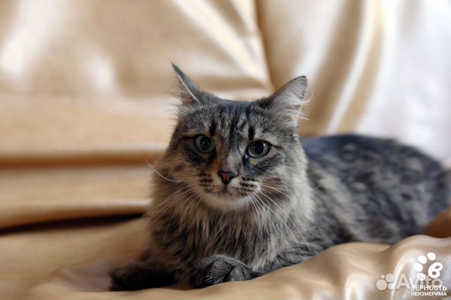 Кошка бесплатно