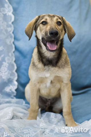 Виола в дар