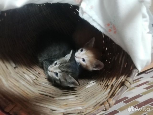 Котята отдам бесплатно мальчики