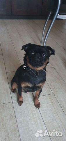 Вязка Грифон