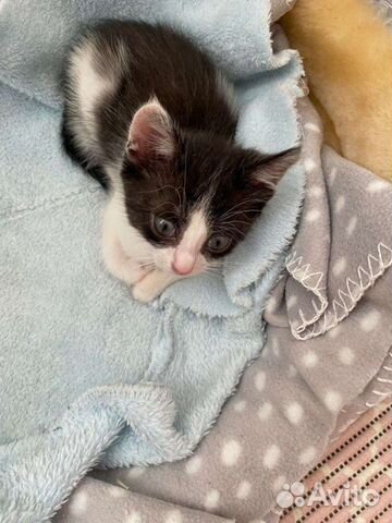 Котята в добрые руки бесплатно