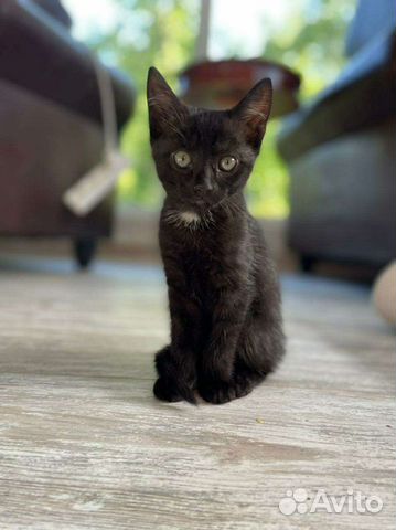 Котенок 2,5 мес