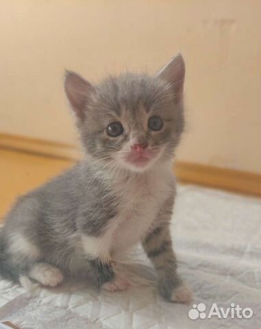 Котенок девочка