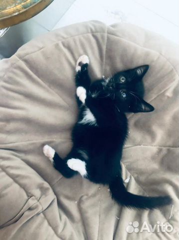 Котенок Маркизик,2,5 мес